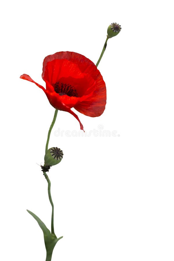 A Beautiful Red Poppy Isolated Stock Image - Image of opium, colour ...
