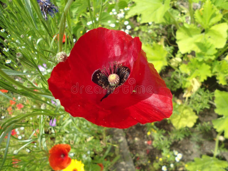 Beautiful Red Poppy in the Sun Stock Image - Image of spring, sunshine ...