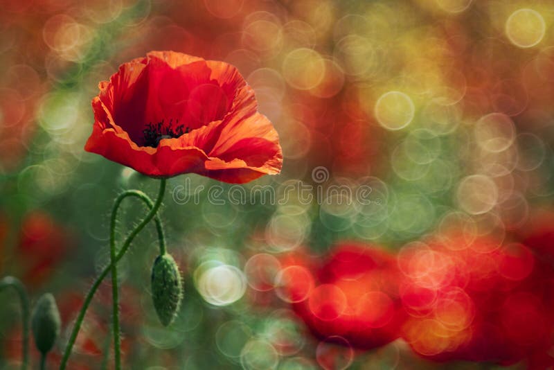 Beautiful red poppy stock photo. Image of petal, scene - 54071292