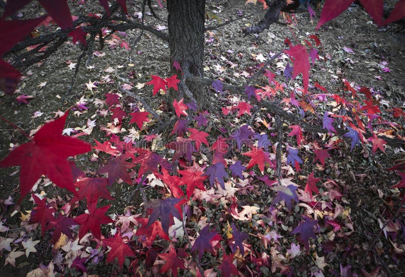 Beautiful Red and Purple Leaves in Autumn Time Stock Photo - Image of ...