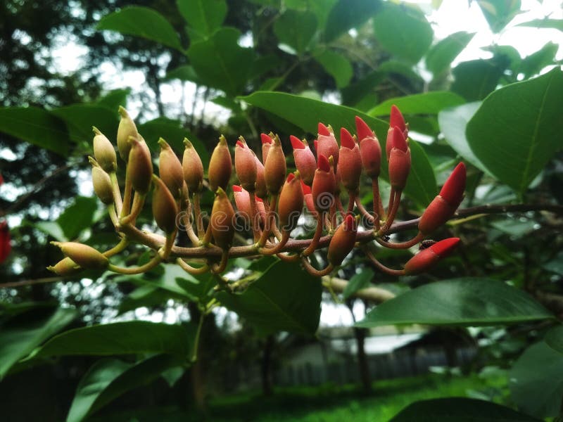 Beautiful red quill flower stock photo. Image of plant - 215232768
