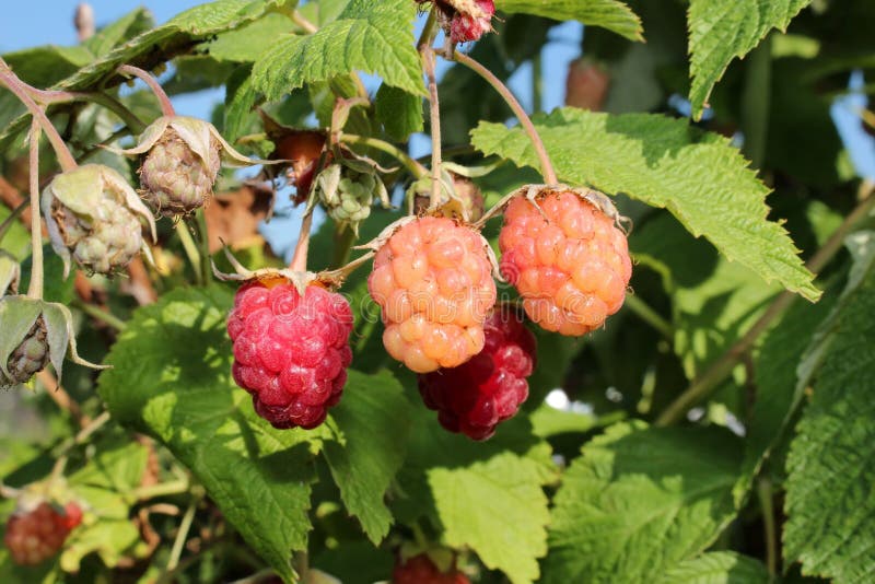 Red raspberries stock photo. Image of fuzzy, gardening - 225399200