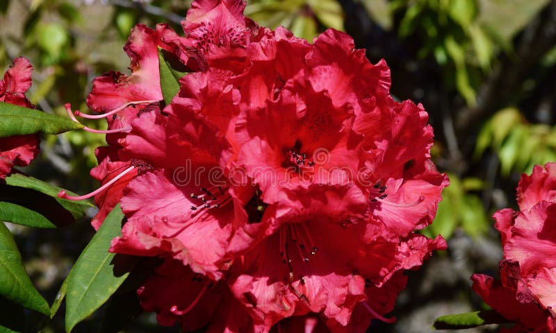 Beautiful Red Rhododendron Blooms in the Spring Sunshine Stock ...