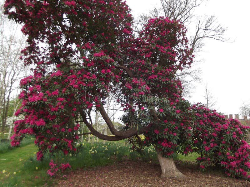 Beautiful Red Rhododendron stock photo. Image of beautiful - 89966530