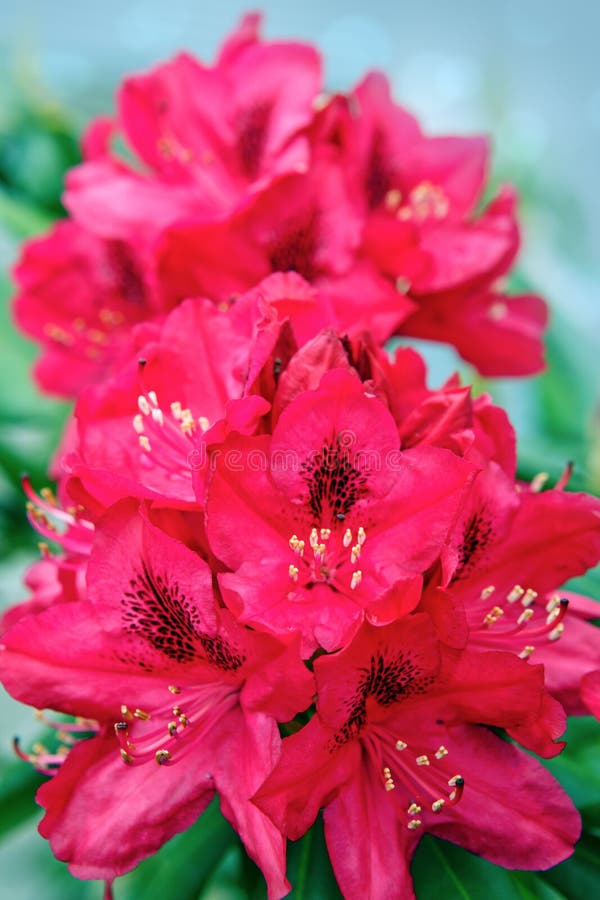 Beautiful Red Rhododendron. Stock Photo - Image of rhododendron, bright ...