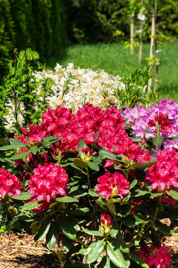 Beautiful Red Rhododendron Flower in the Garden Stock Image - Image of ...