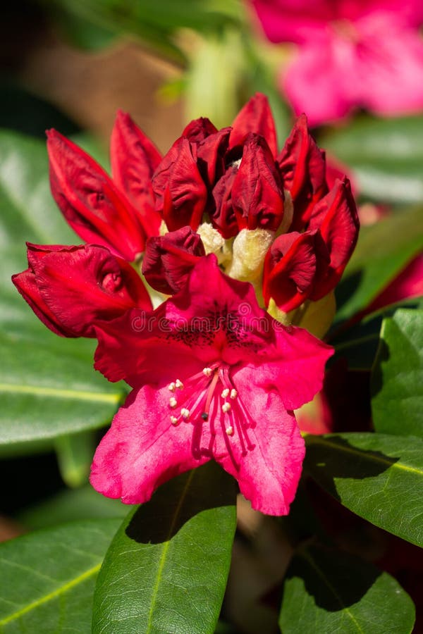 Beautiful Red Rhododendron Flower in the Garden Stock Image - Image of ...