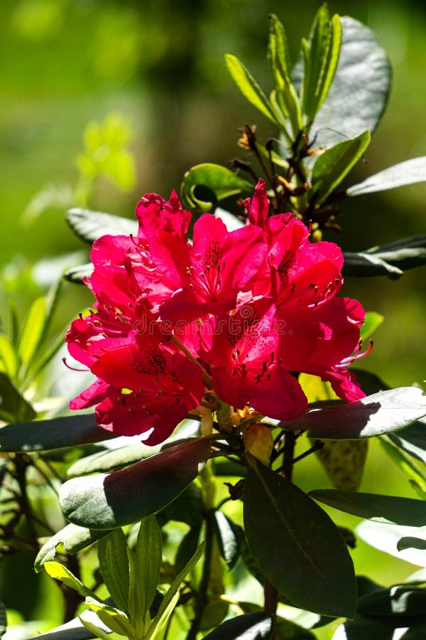 Beautiful Red Rhododendron Flower in the Garden Stock Image - Image of ...