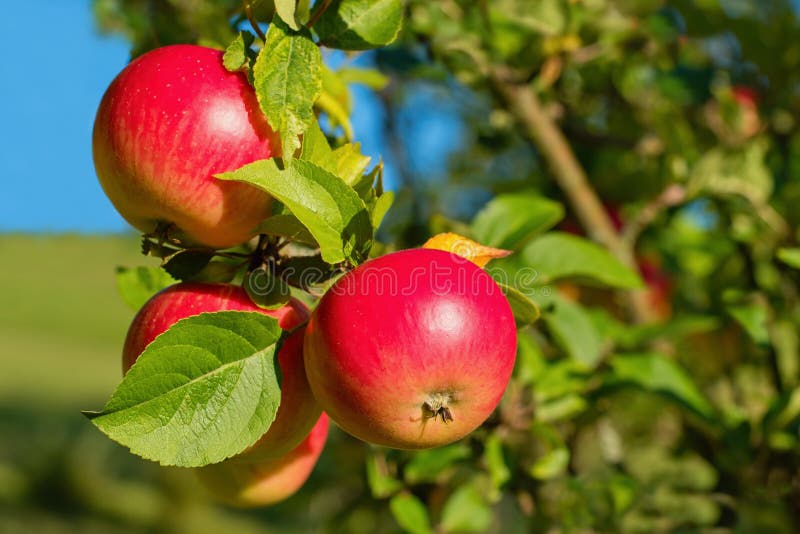 Beautiful Red Ripe Apples on the Tree in the Orchard Stock Image ...