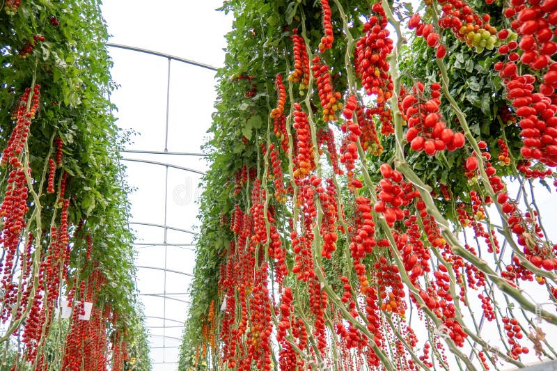 Beautiful Red Ripe Cherry Tomatoes Grown in a Greenhouse Stock Image ...