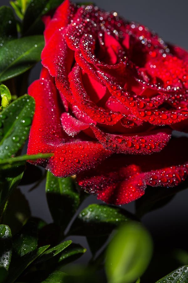 Beautiful Red Romantic Rose with Dew Drops on Black Background Stock ...