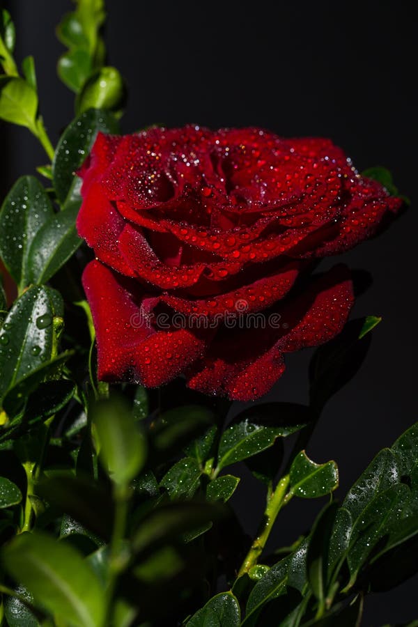 Beautiful Red Romantic Rose with Dew Drops on Black Background Stock ...
