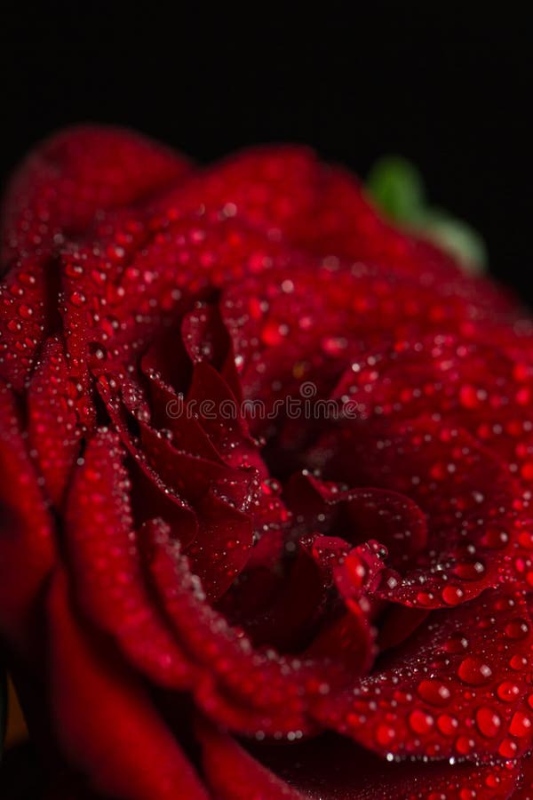 Beautiful Red Romantic Rose with Dew Drops on Black Background Stock ...