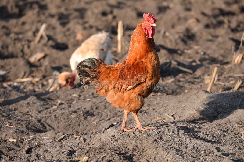Beautiful Red Rooster on the Farm Stock Photo - Image of nature ...