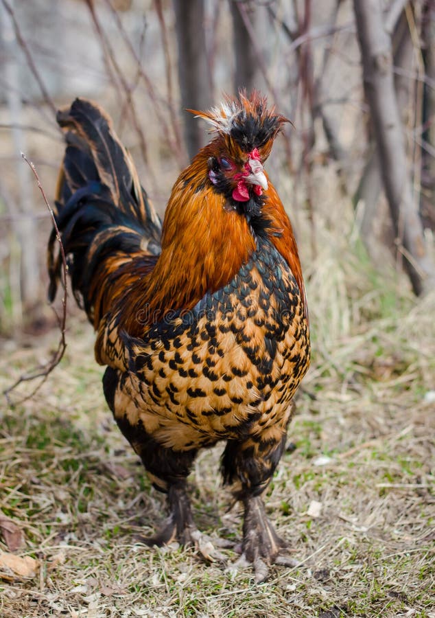 Red rooster in the Meadow stock photo. Image of agriculture - 121805028