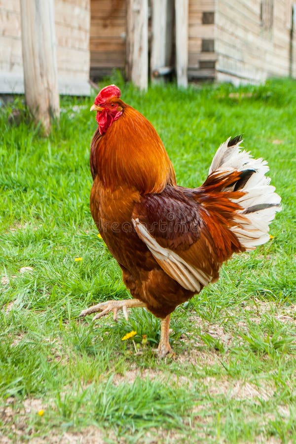Beautiful Red Rooster stock photo. Image of agriculture - 77880726