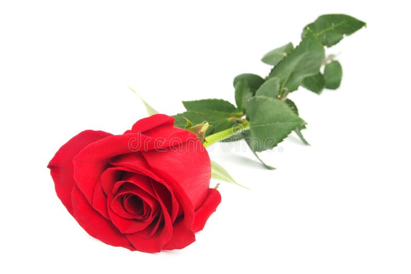 One Long Stem Rose stock photo. Image of scented, season - 14177394