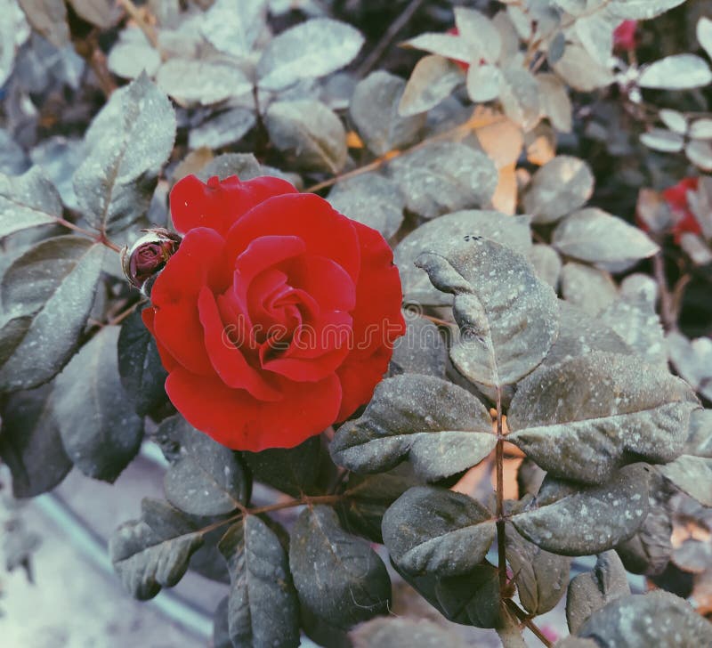 A beautiful red rose. stock image. Image of nature, flower - 202531009