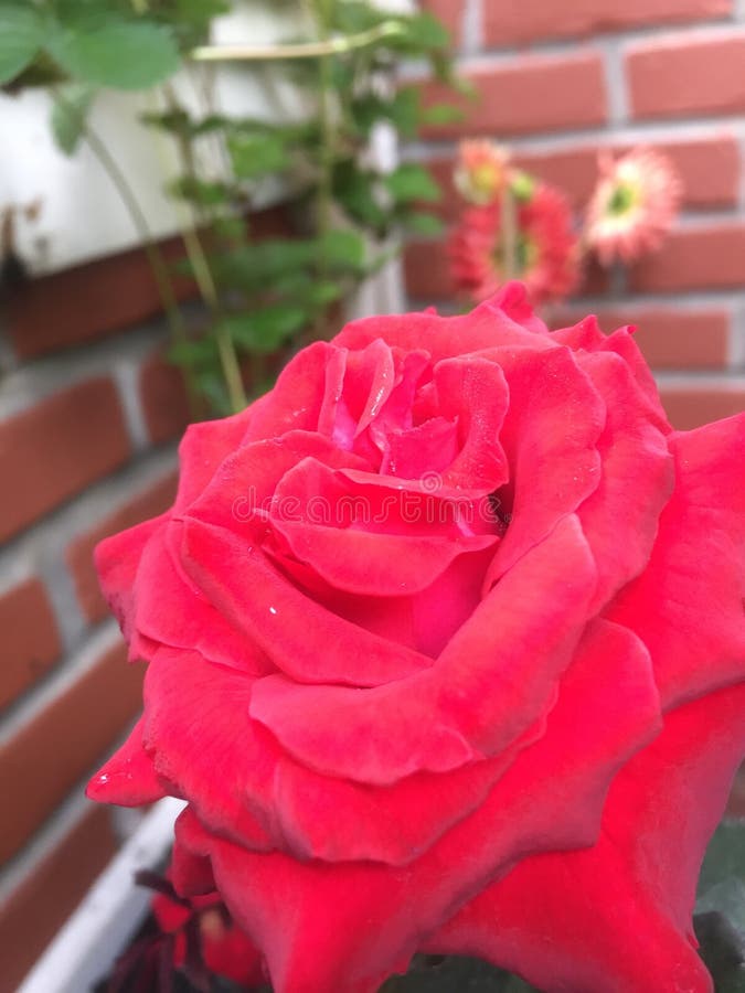 Red rose stock image. Image of rose, flower, beautiful - 235073173