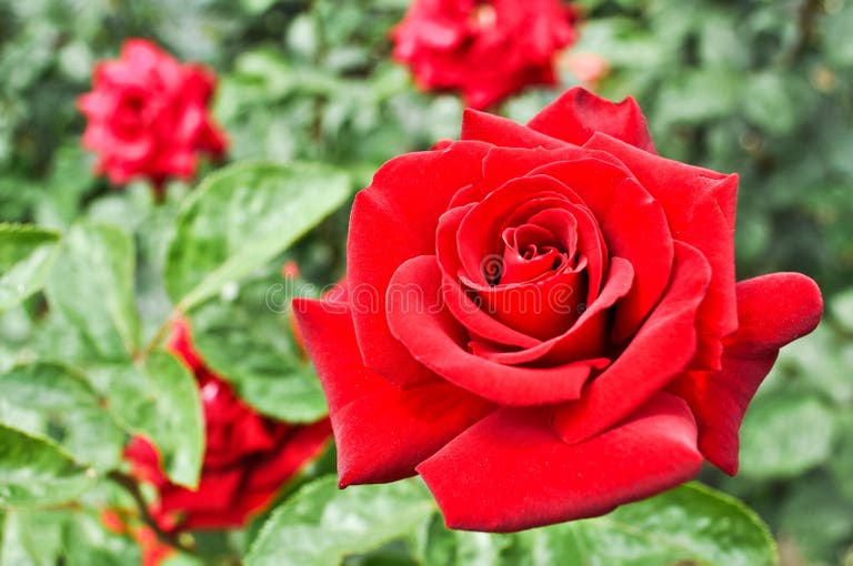 Beautiful red rose stock photo. Image of blooming, plant - 24049498