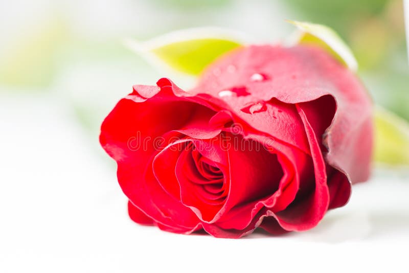 Beautiful red rose stock photo. Image of clear, present - 26461612