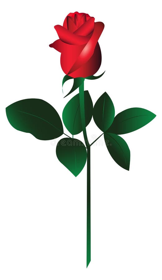 Red Rose Clipart No Background