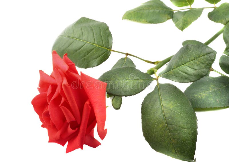 Beautiful red rose stock image. Image of single, bright - 7397967
