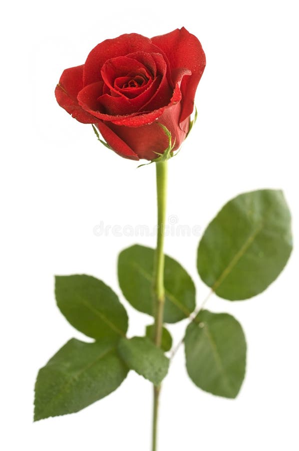 Beautiful red rose stock image. Image of elegant, natural - 8263811
