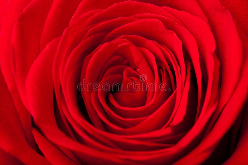 Beautiful Red Rose Background Stock Photo - Image of botanical ...