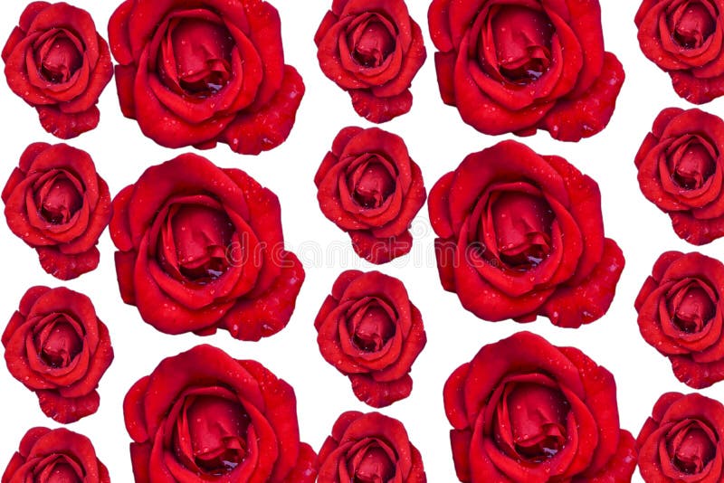 A beautiful red rose stock photo. Image of wedding, colorful - 251360806