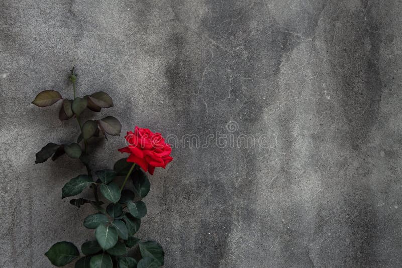 Beautiful Red Rose on Background of Gray Concrete Wall Stock Image ...