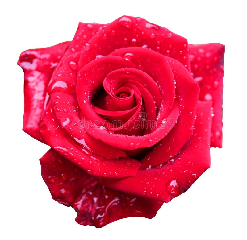 Beautiful red rose stock photo. Image of floral, love - 32666996