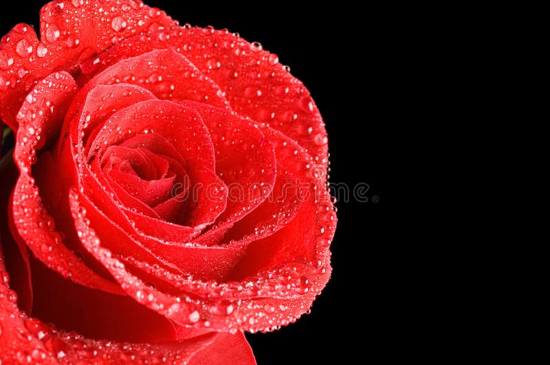 Beautiful Red Rose on a Black Stock Photo - Image of beautiful, love ...