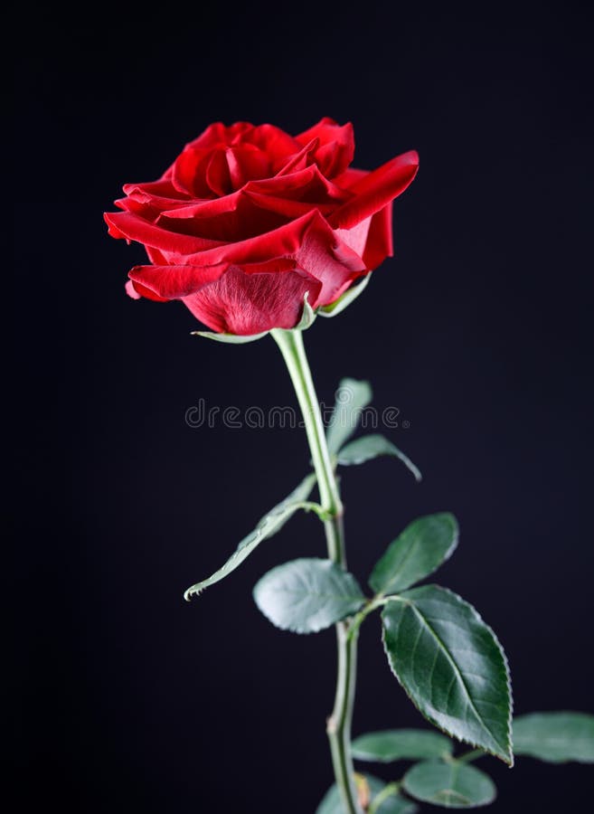 Beautiful Red Rose on a Black Background Stock Image - Image of cute ...