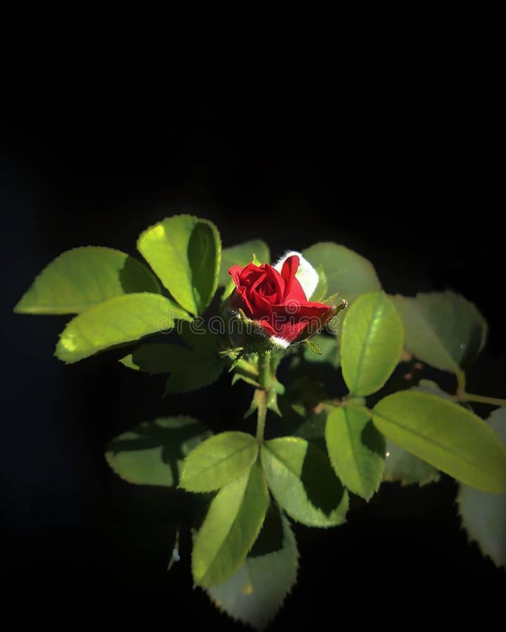 Beautiful Red Rose in Black Background Stock Photo - Image of yummy ...