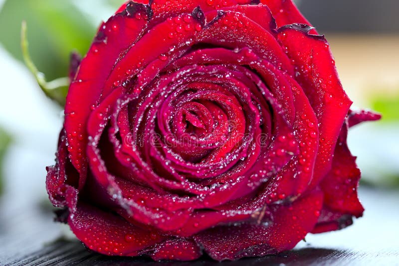 Beautiful Red Rose in Bloom Stock Photo - Image of love, holiday: 220224010