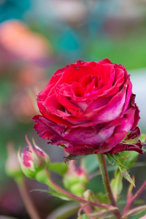 Beautiful Red Rose Bloomed in the Garden. Stock Image - Image of bright ...