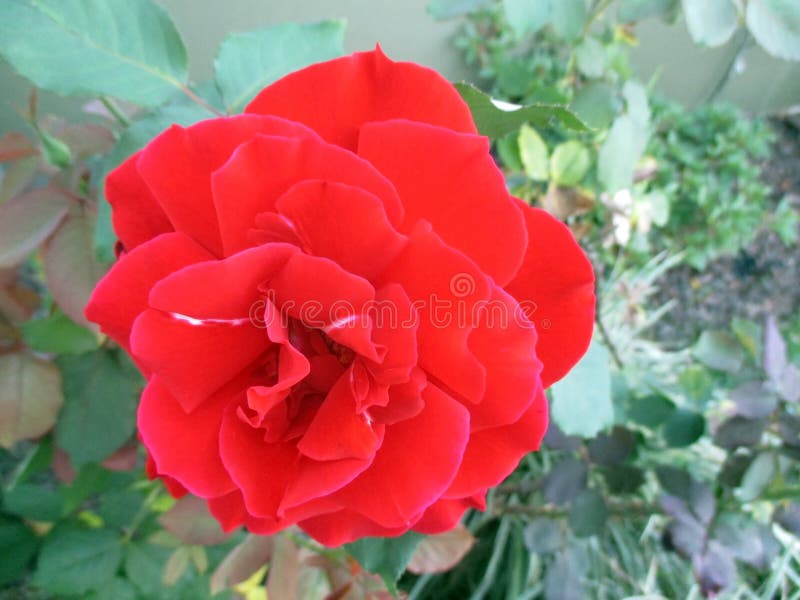 Beautiful Red Rose Bloomed in the Spring Garden Stock Image - Image of ...