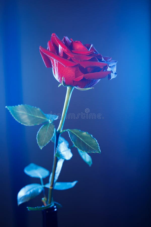 Beautiful Red Rose on a Blue Background Stock Image - Image of pretty ...