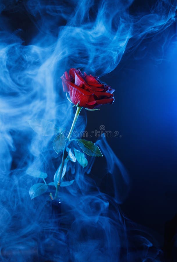 Beautiful Red Rose on a Blue Background with Blue Smoke Around Stock ...