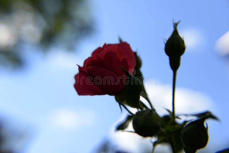 Beautiful Red Rose on a Blue Sky Background Stock Photo - Image of blur ...