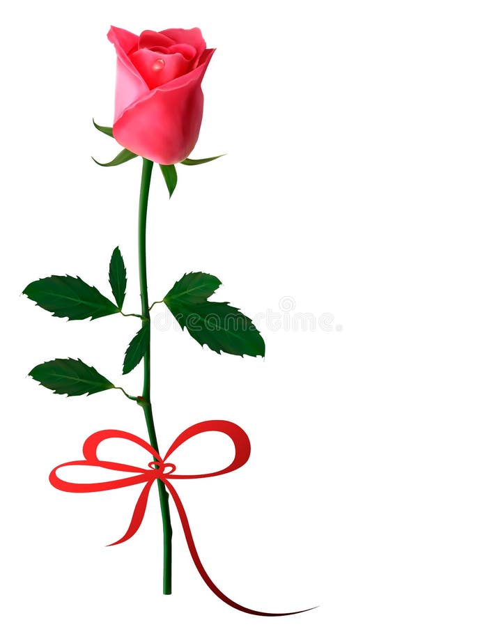 Beautiful Red Rose with a Bow Vector Stock Vector - Illustration of ...