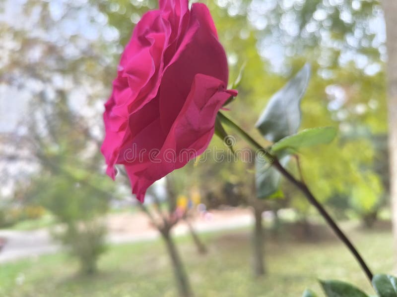 Beautiful red rose bud stock photo. Image of botany - 350499286
