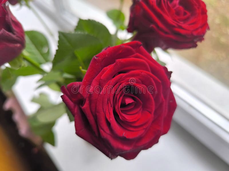 Beautiful red rose bud stock photo. Image of beautiful - 360774478