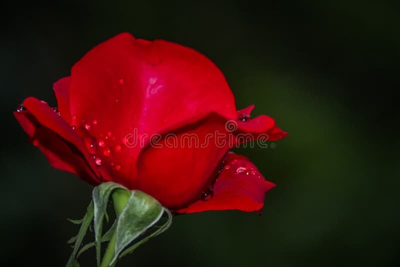Red rose bud stock photo. Image of romantic, love, dews - 109779556