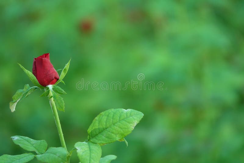 Beautiful Red Rose Bud stock photo. Image of bunch, forest - 81444646