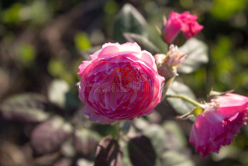 Beautiful Red Rose Bud in the Garden Stock Photo - Image of summer ...