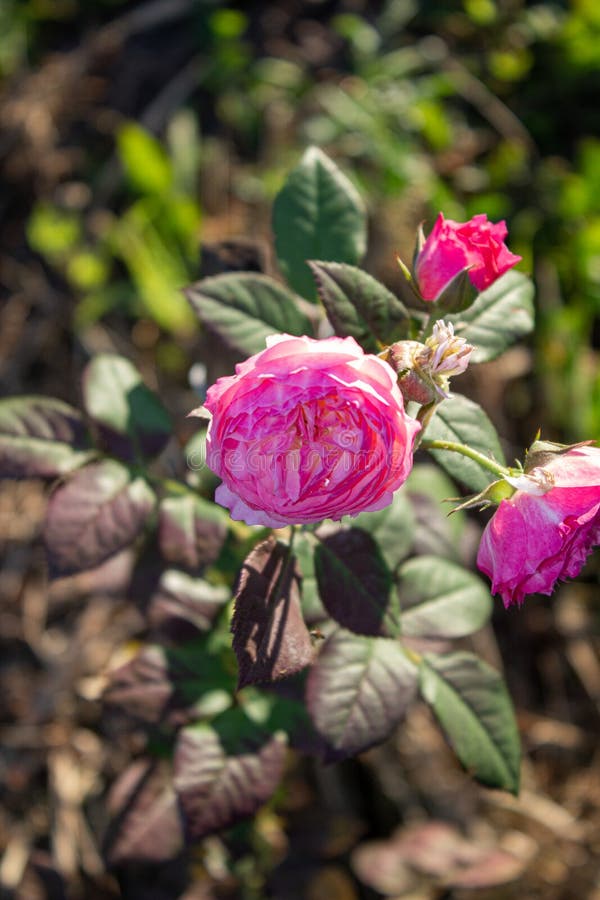 Beautiful Red Rose Bud in the Garden Stock Image - Image of blossom ...