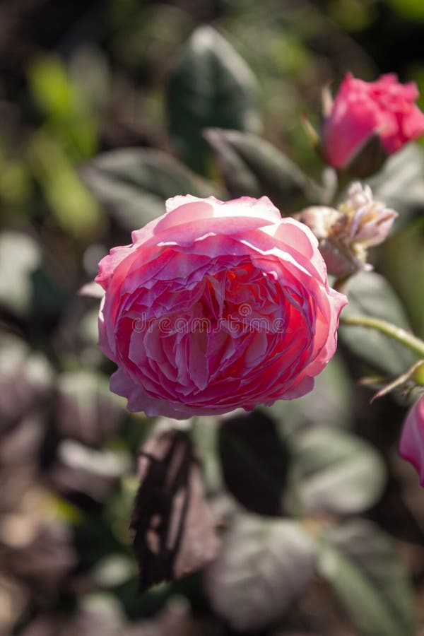 Beautiful Red Rose Bud in the Garden Stock Photo - Image of romance ...