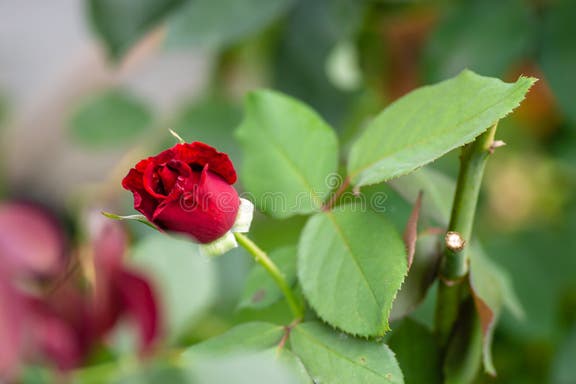 Red rose bud stock image. Image of blossom, aroma, closeup - 255343223